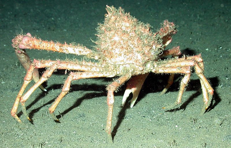 L araign e De Mer L araign e De Mer